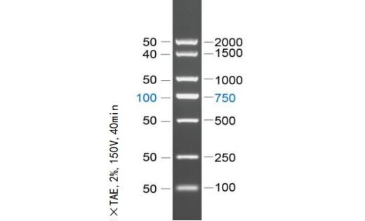 DM2000 Plus DNA Marker（100-2000 bp) - 上海西酶生物科技有限公司
